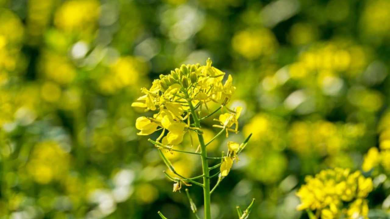 Hardal Bitkisinin Faydaları - Canım Anne